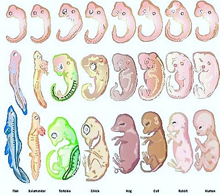 Evolution-Embryology Evidences | BIOZOOM